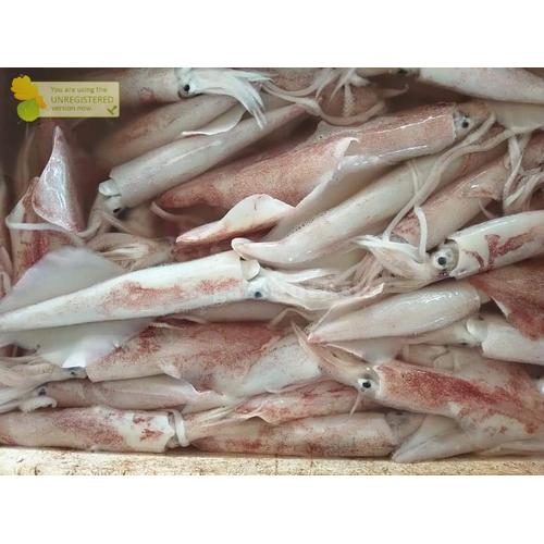 Jual Cumi Merah Cumi Jumbo Segar Seafood Cumi Cumi Basah Segar 1Kg - 1 ...