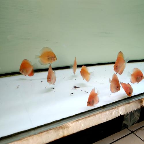 Jual ikan discus pigeon cekboard 1,5 in - Kota Bekasi - Harga jaya ...