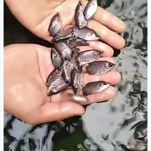 Jual bibit gurame soang super - Kota Depok - Denok fish | Tokopedia