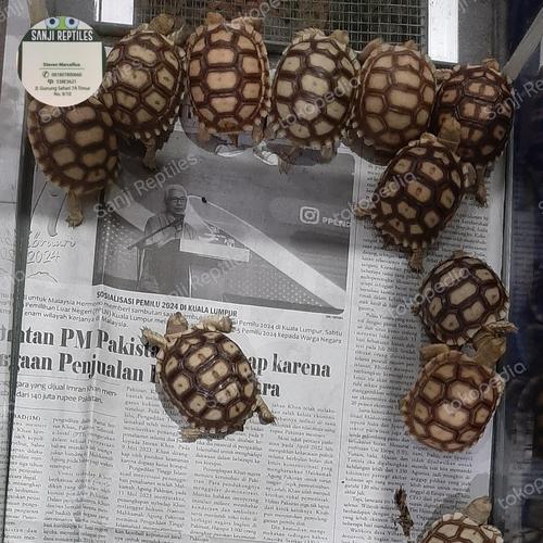 Jual Sulcata CB Indo 5-6cm Torto Tortoise Kura Kura Darat - 5-6cm - Jakarta Pusat - Sanji ...