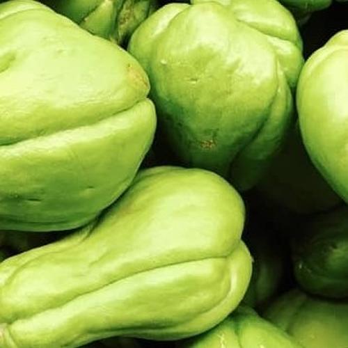 Jual LABU SIAM BESAR - Kota Bekasi - TOKO TARISA - ATRIUM PONDOK GEDE ...