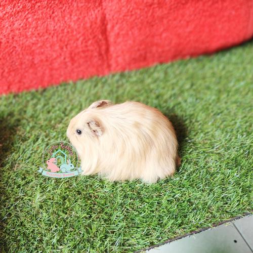 Jual guinea pig silkie silky silki cavy cavvies cavi tikus belanda ...