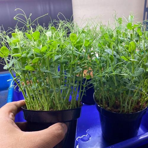 Jual Pea Shoot - Pea Tendril - Tomiao Microgreens Fresh - Kota ...