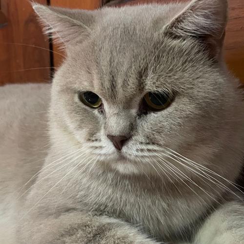 Jual kucing kitten adult BSH pure british short hair - 6 bln white ...
