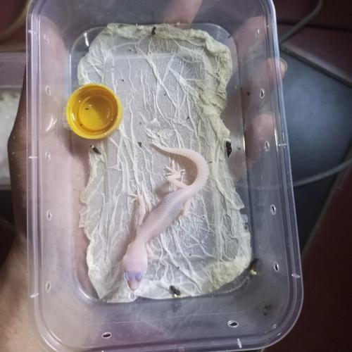 Jual Leopard gecko ssr Super Snow Raptor - Jakarta Selatan - sick ...