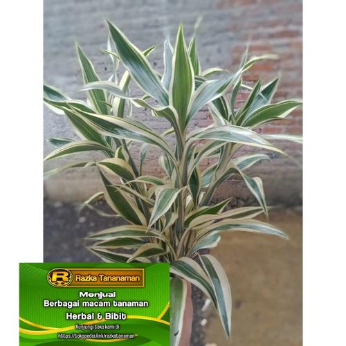 Jual BAMBU HOKI PUTIH KOLE SRIREZEKI PUTIH PANJANG 30 CM - Kab ...