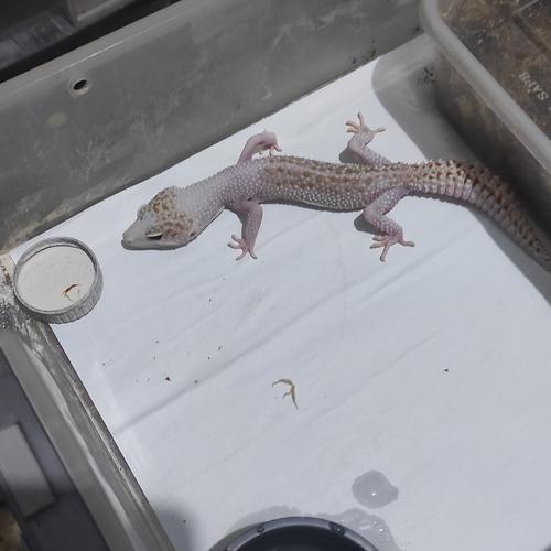Jual leopard gecko super snow raptor pied - Jakarta Selatan - Gecko ...