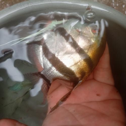 Jual ikan manfish pinoy/ikan aquascape/ikan tank mate /size induk ...