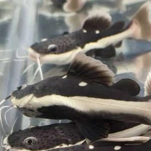 Jual ikan rtc red tail catfish - Jakarta Selatan - ChannaCiganjur ...