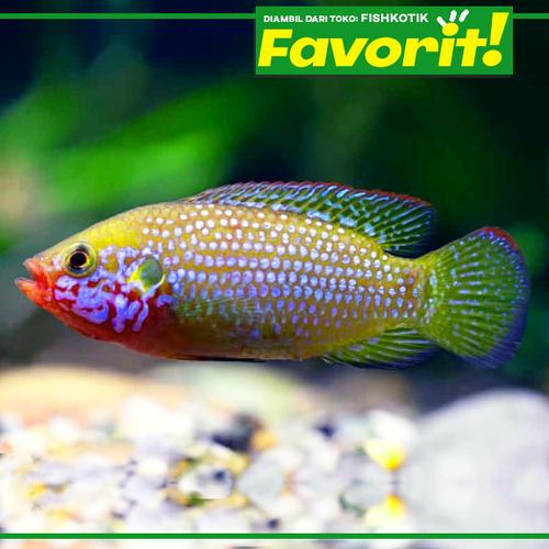 Jual Blue Jewel Cichlid Ikan Hias Aquascape Hiasan Aquarium Tanaman air ...