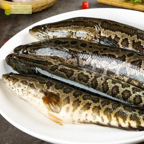 Jual Ikan Gabus Hidup 1Kg // Ikan Gabus Segar - Beku Segar 1Kg, Size 6 ...