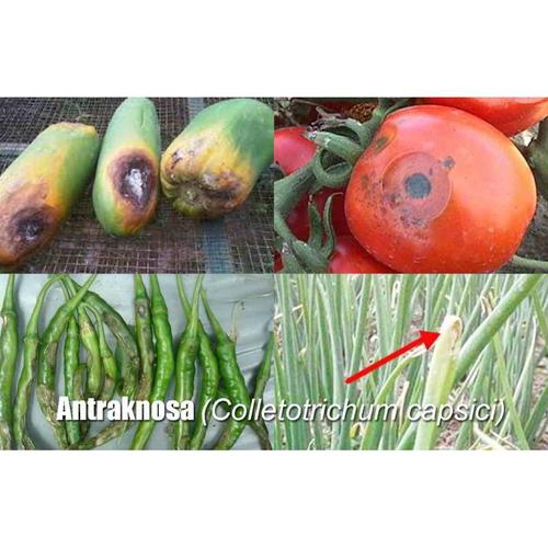 Jual Anvil 50Sc 1 Liter Fungisida Obat Pencegah Dan Pembasmi Jamur ...