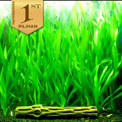 Jual Paket Rimbun 10 Pot Spiralis Tanaman Air Aquascape Hiasan Aquarium ...