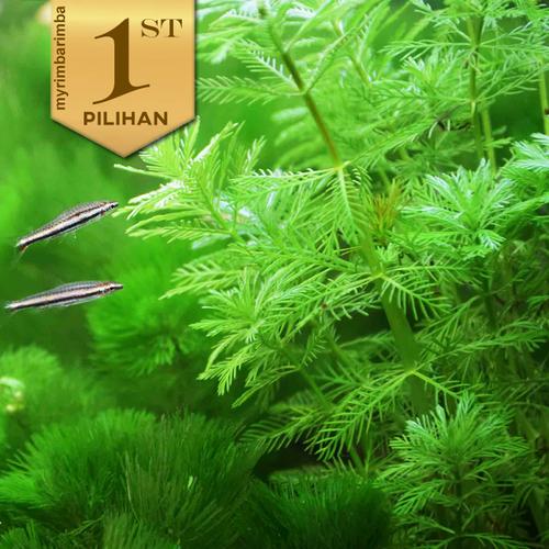 Jual Paket RImbun 10 Pot Myriophillum Aquaticum Tanaman Air Hias ...
