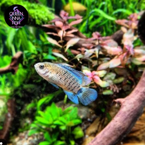 Jual BLUE BADIS / BADIS BADIS / Dwarf Chameleon 1.8 cm - Kota Bekasi ...