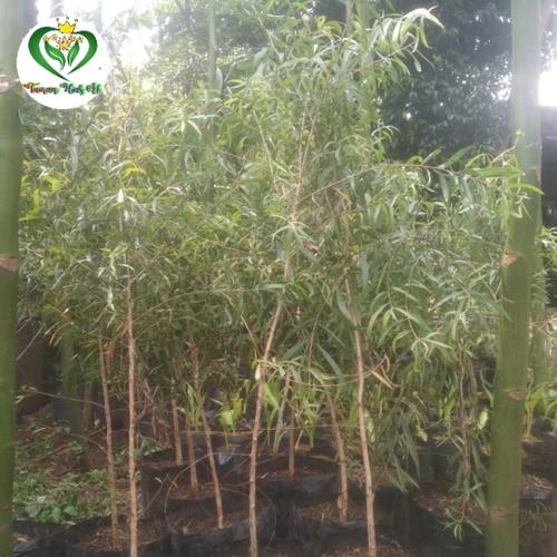 Jual tanaman pohon kayu putih tinggi 1 meter - Kota Depok - Taman Hias ...