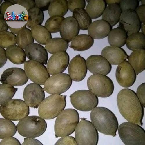 Jual BUAH BIJI POHON PALM RAJA ROYSTONEA REGIA/PALEM RAJA - Jakarta ...