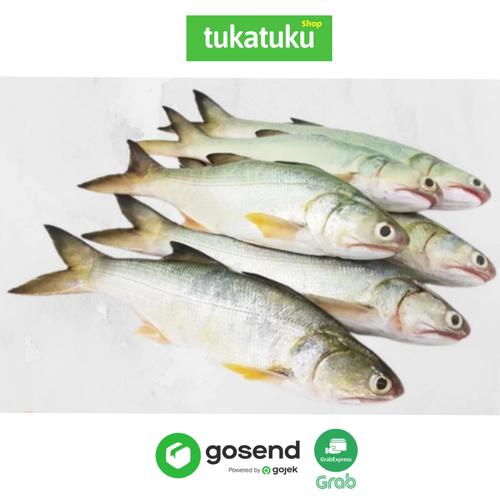 Jual IKAN KURO SEGAR / IKAN SENANGIN (500 GRAM) - Kota Tangerang ...