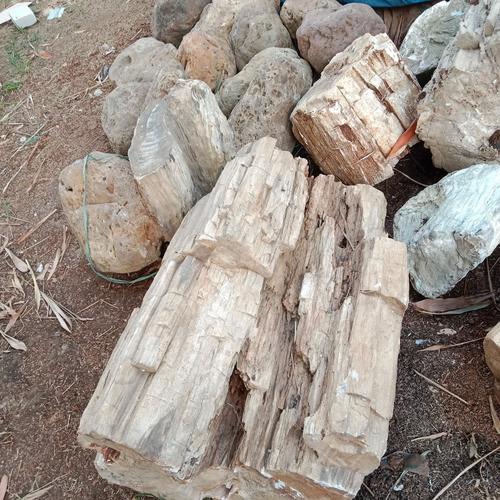 Jual Batu Fosil Kayu Ukuran 90cm - Kab. Bogor - CV.Jaya Mekar | Tokopedia