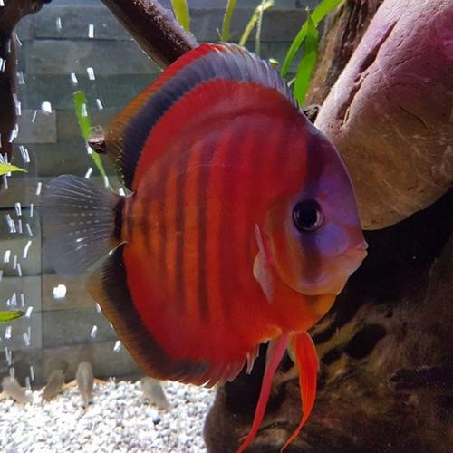 Jual discus san merah blue face - 1 cm - Kab. Bogor - our discus ...
