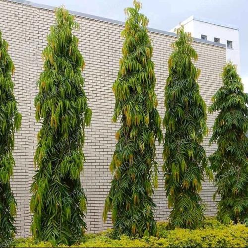 Jual tanaman hias glodokan tiang tinggi 2 meter pohon glodogan pecut ...