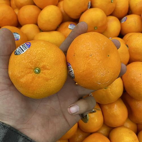 Jual Jeruk empress mandarin australia | jeruk manis segar banyak air 1 ...