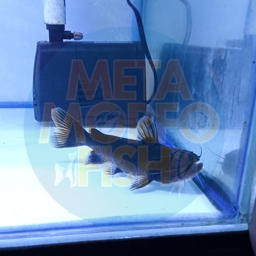 Jual ikan lele gulper - Jakarta Timur - METAMORFOFISH | Tokopedia