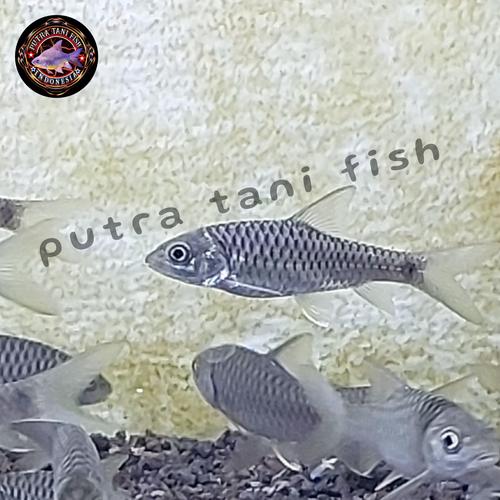 Jual ikan mahseer/dewa/kancra 2-3cm - Kab. Pemalang - putra tani fish ...