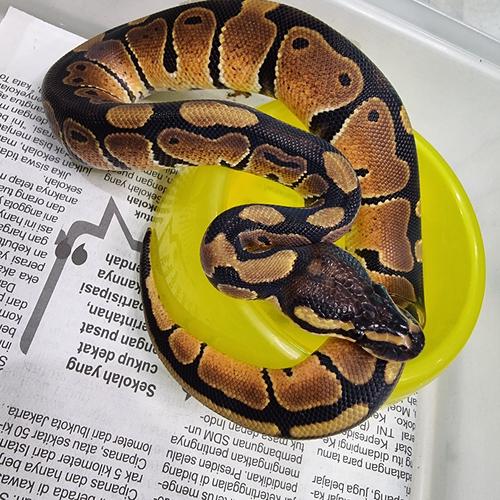Jual ball python normal - Jakarta Pusat - savera lyna | Tokopedia