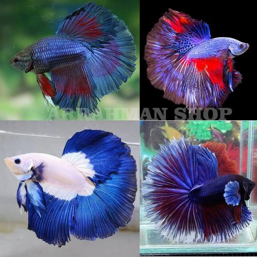 Jual Ikan Cupang - Cupang - Ikan Hias Air Tawar Aquarium Aquascape ...