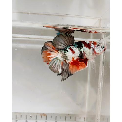 Jual Nemo Copper Grade Betta cupang - Jakarta Utara - Imperial-store ...