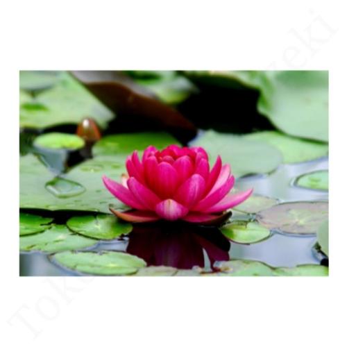 Jual Poster Patung Bunga Teratai Buddha Paper Kanvas Lukisan Flower ...