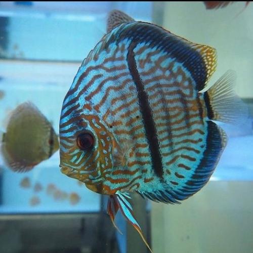Jual Discus heckel/ikan discus/ikan hias/aquascape/heckel discus - 4.5 ...