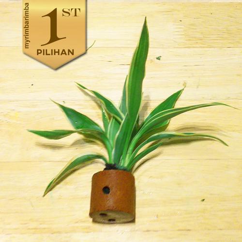 Jual Paket Rimbun 10 Pot Sri Rejeki Putih Tanaman Air Aquascape Hiasan ...