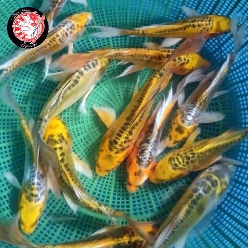Jual ikan hias koi slayer / koi metalic / koi kumpay koi gold slayer ...