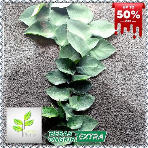 Promo bibit tanaman hias dolar daun besar ,jumbo/dolar rambat dinding ...