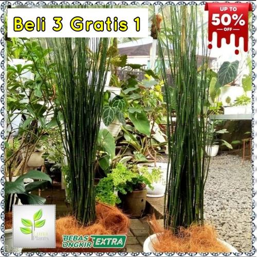 Jual Tanaman hias pohon bambu air / lidi air/tinggi 30-70 cm promo ...