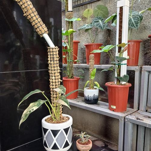 Jual Turus Lumut Sambung 50cm 1Meter Moss Pole Penyangga Tanaman ...