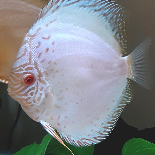 Jual Paket 10 ekor 10 jenis DISCUS MIX - WHITE BUTTERFLY, 1cm - Kota ...