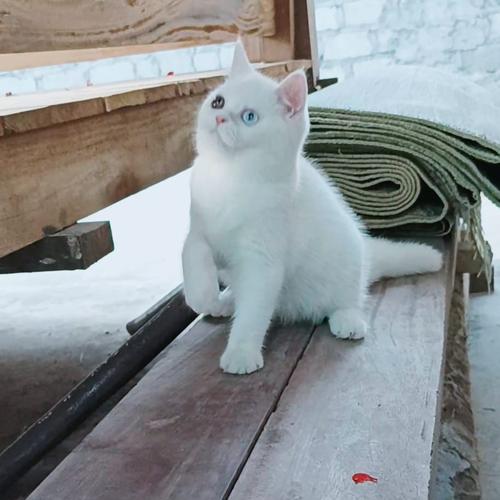 Jual Kucing British short hair white solid odd eyes - Jakarta Selatan ...