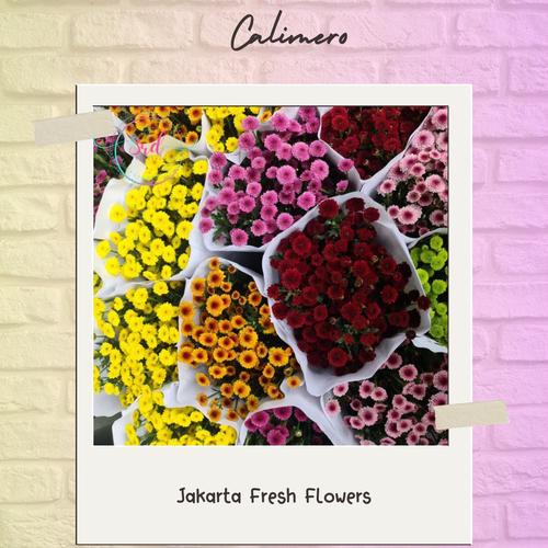 Jual Bunga Aster Calimero (Bunga Potong Segar Jakarta) - Merah ...