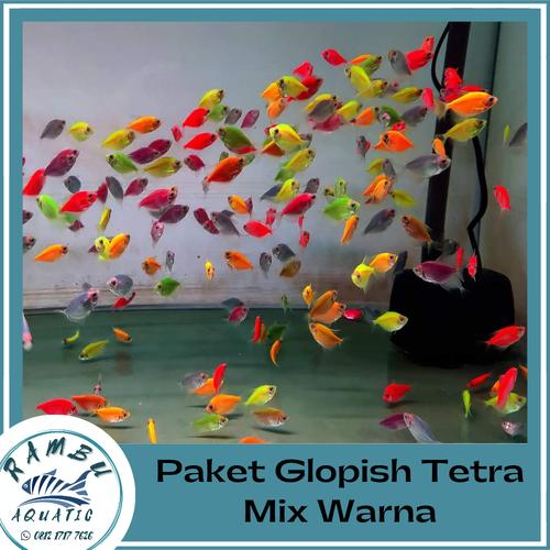 Jual Paket Ikan warna warni Glow Tetra in The Drak / Ikan Hias - 5 Ekor ...