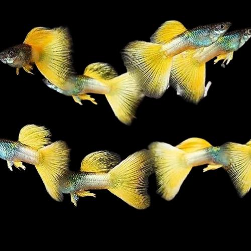Jual Ikan hias Guppy YELLOW PINGU - JANTAN - Kab. Bogor - ANUGRAH FISH | Tokopedia