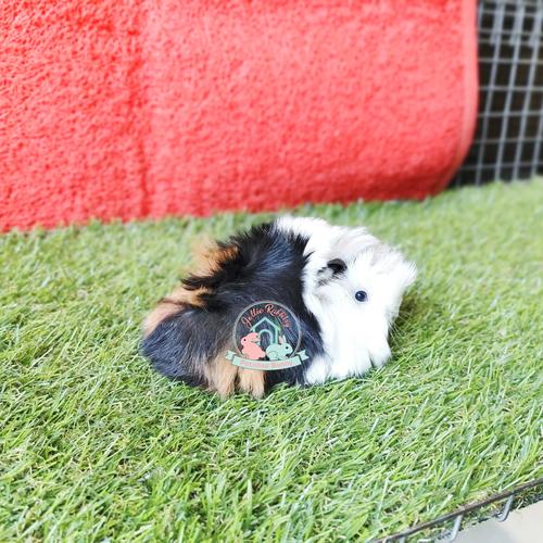 Jual guinea pig peruvian cavy cavi cavvies marmut tikus belanda ...