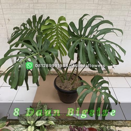 Jual Monstera brazilian Common Form BIG SIZE - Kab. Bogor ...