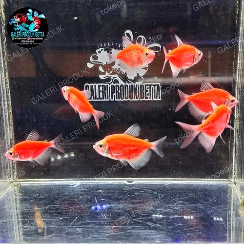 Jual IKAN HIAS AIR TAWAR - GLOWING FISH TETRA STARFIRE RED ( MERAH ...