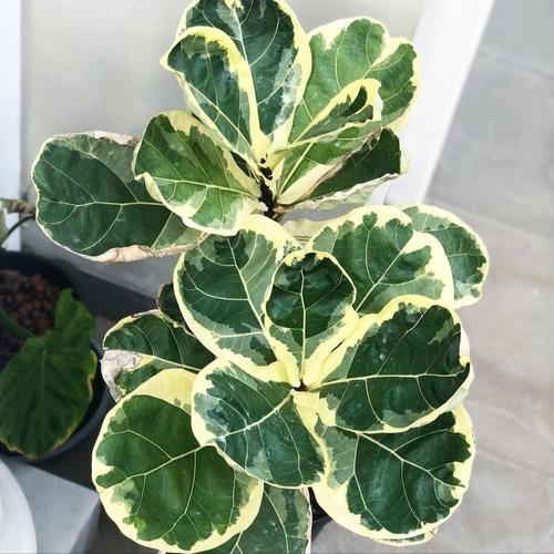 Jual tanaman hias ketapang biola variegata tanaman biola cantik ...