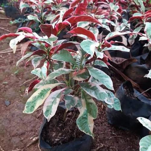 Jual tanaman hias sambang dara / sambang dara merah putih - Jakarta ...