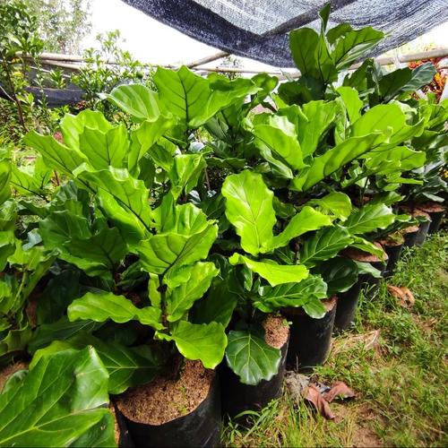 Jual tanaman hias ketapang biola variegata tanaman biola cantik ...