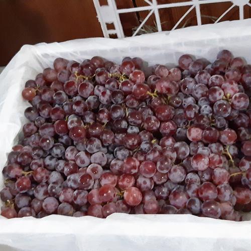 Jual Buah Anggur Segar Merah 500gr Buah Grape Fresh - Jakarta Timur ...